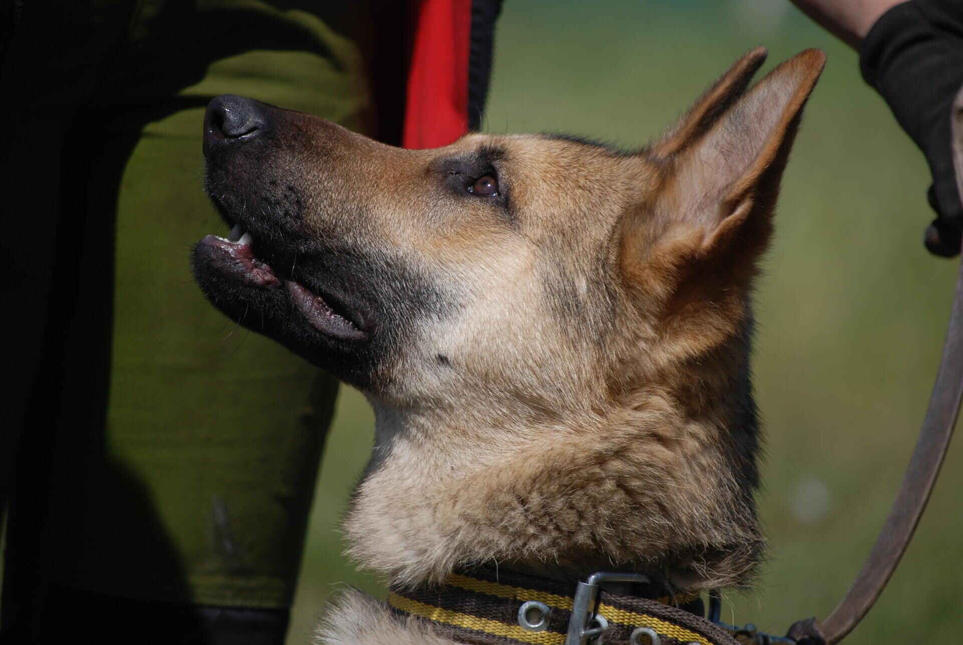 | Dogcentre Holland