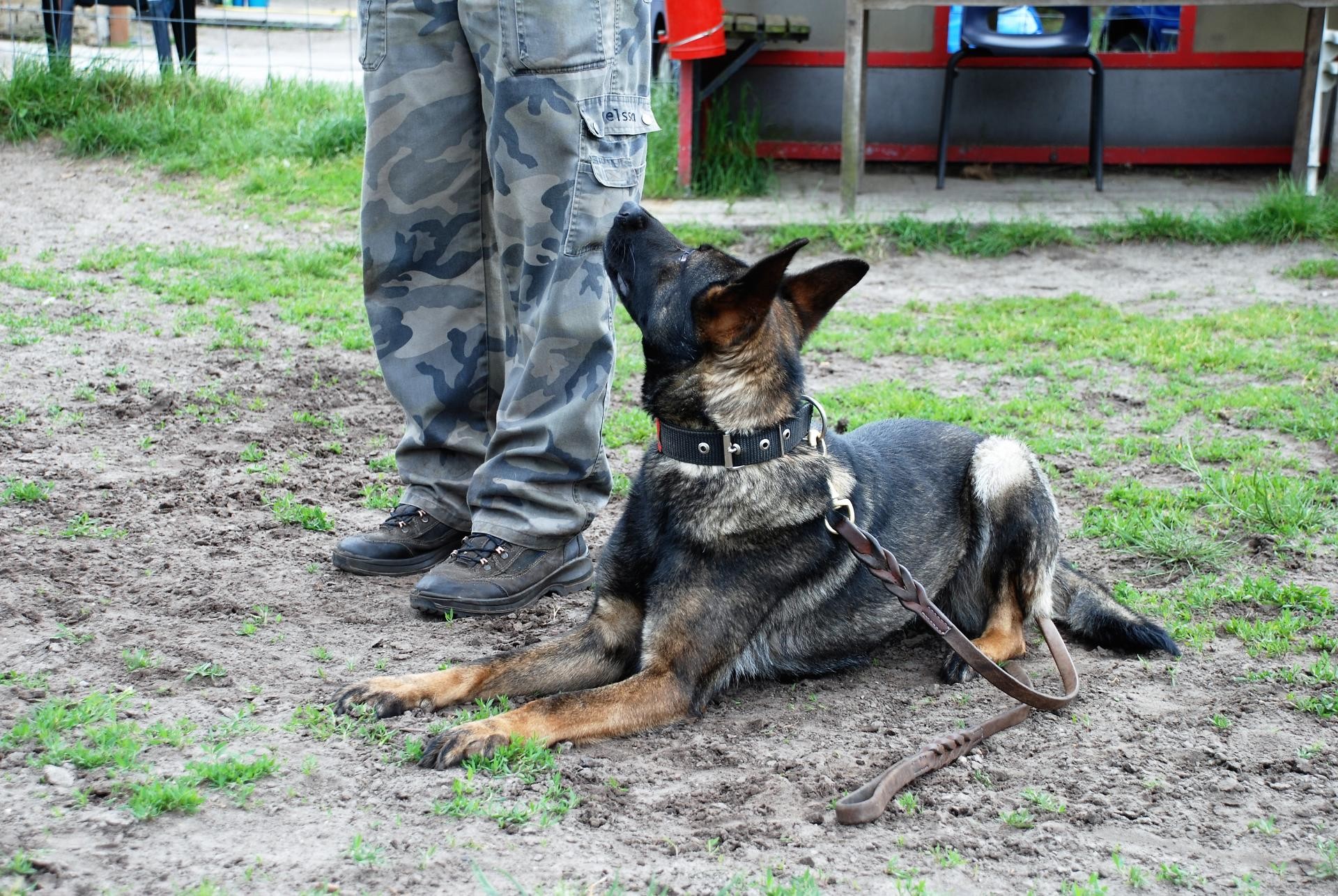 | Dogcentre Holland